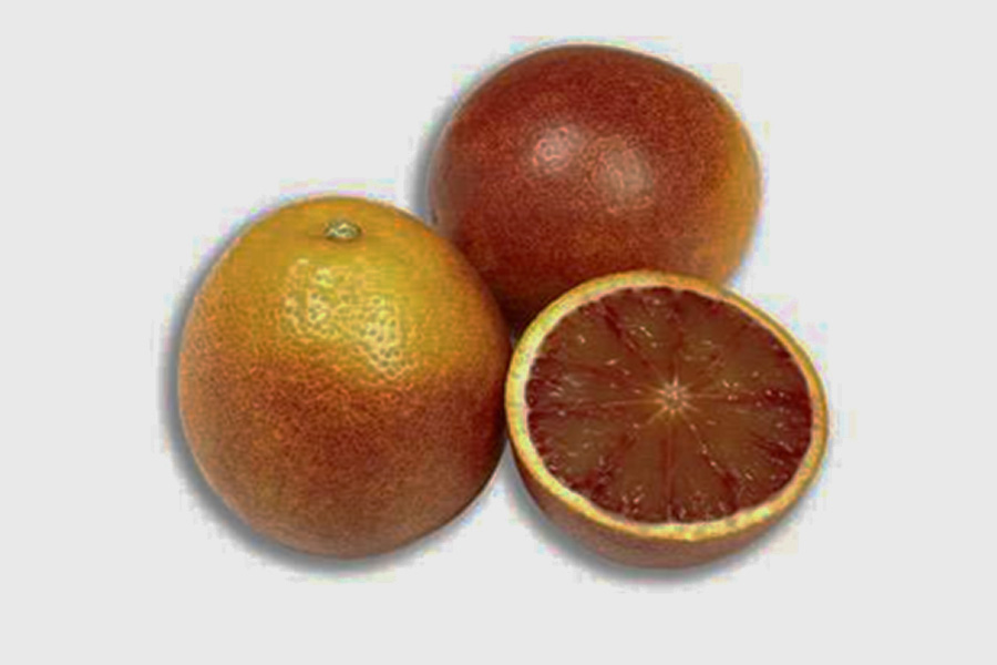 Naranja Washington sanguina – Vivero el Sesteo – Valle del Cauca ...